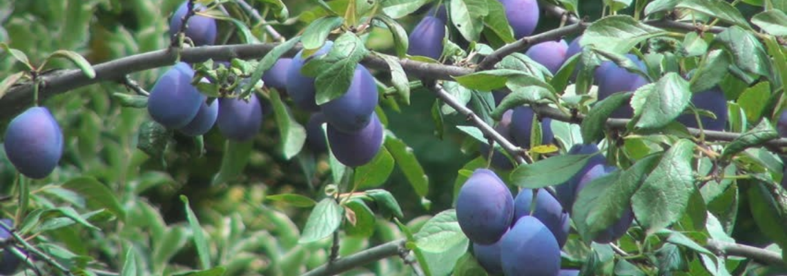 Moldova Fruct